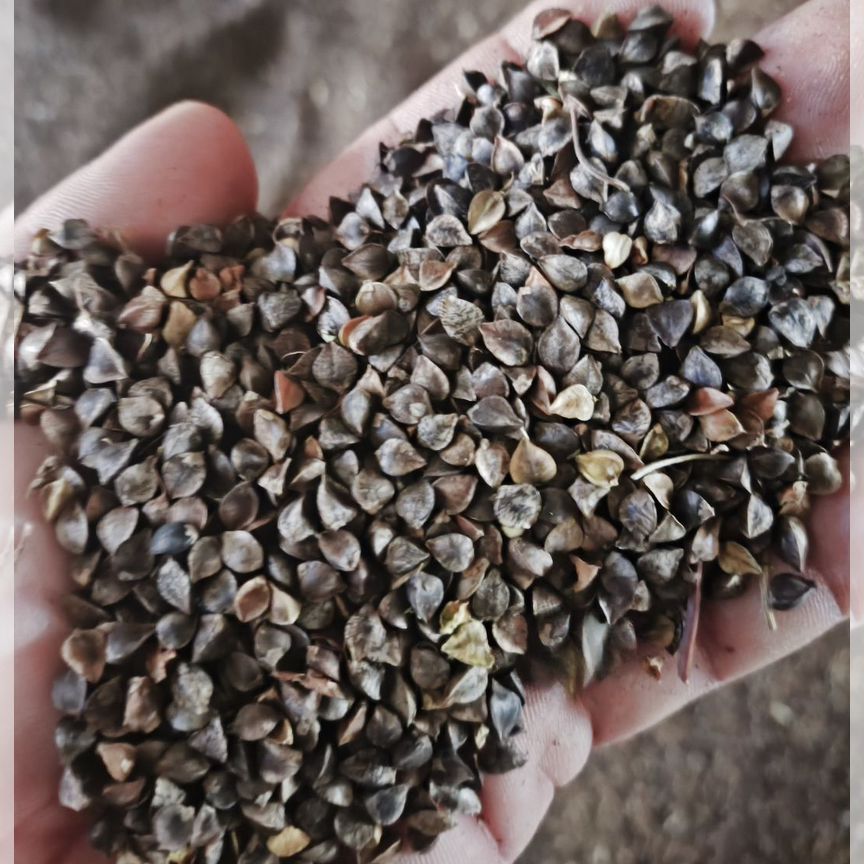 Семена гречихи