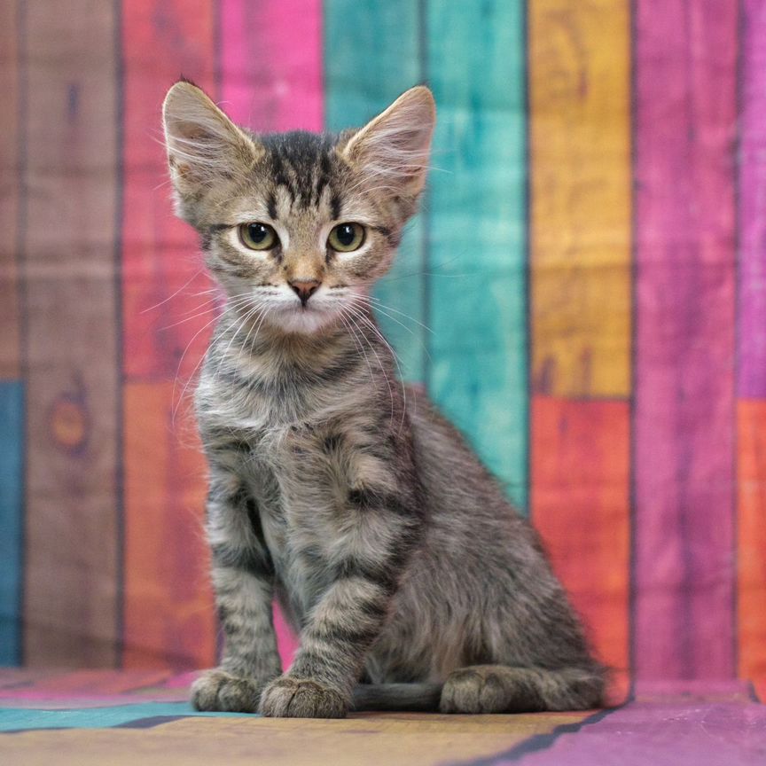 Изящный котёнок из приюта, 2 мес, девочка