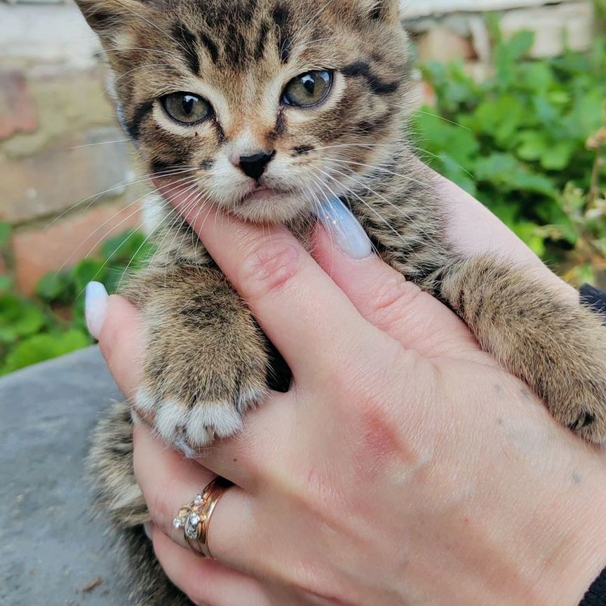 Котята в добрые руки бесплатно