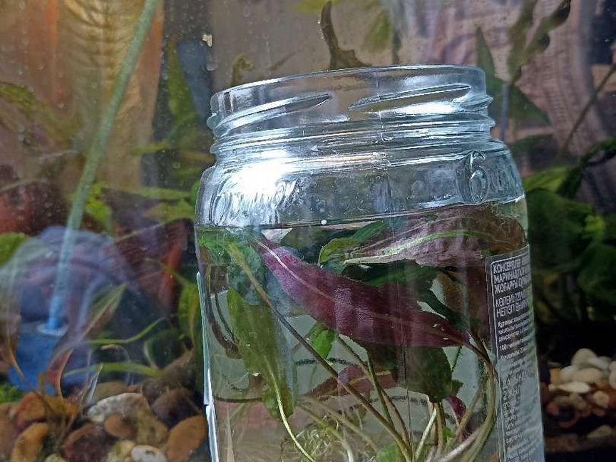 Аквариумные растения