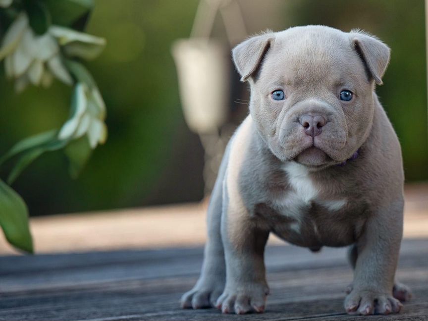 Американский булли покет щенки стандарт