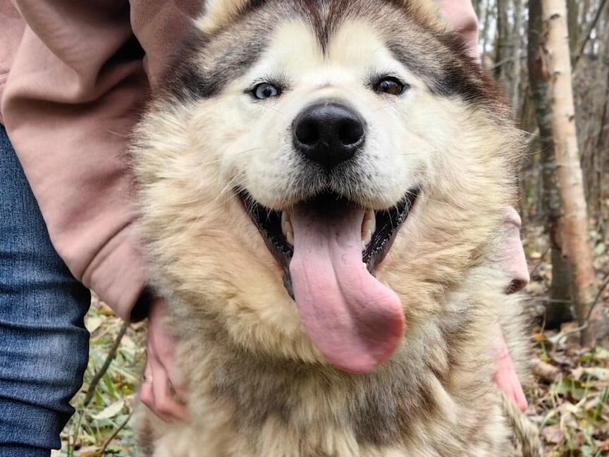 Аляскинский маламут собака