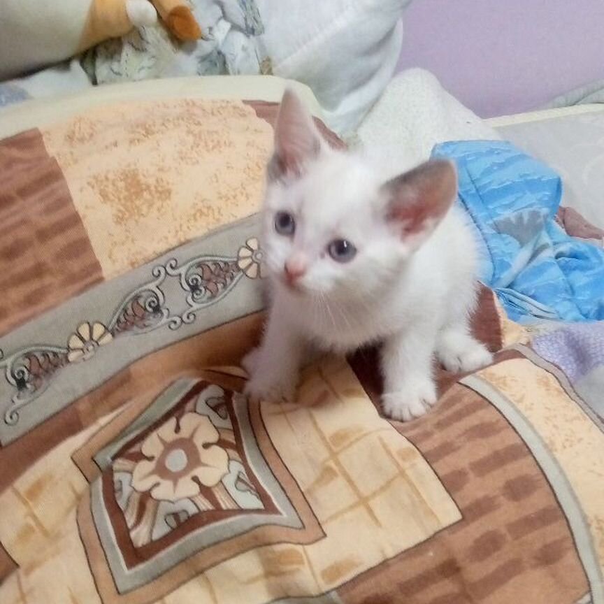 Отдам в добрые руки