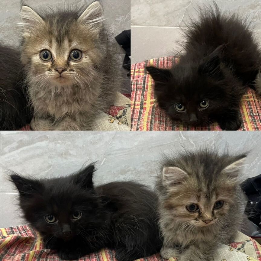 Котятки в добрые руки