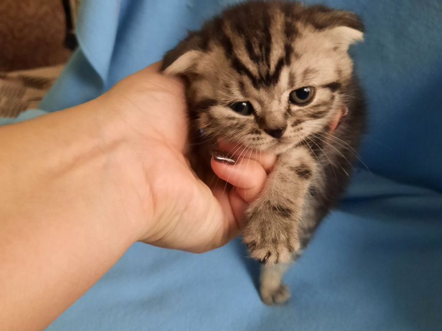 Британские мраморные котята