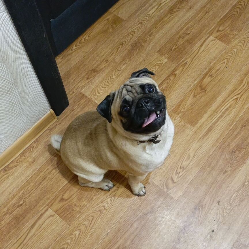 Продаю собаку мопс, мальчик 11 месяцев