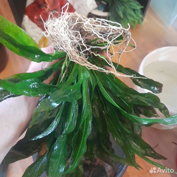 Растение для аквариума Эхинодорус амазонка