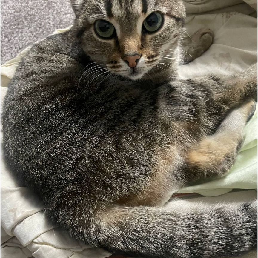 Кошка