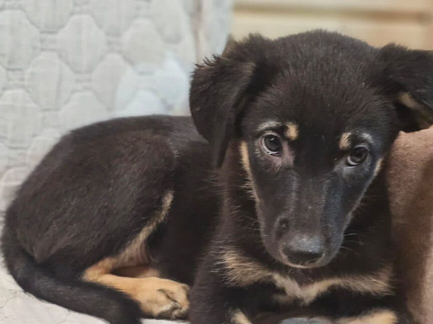 Собака в добрые руки щенок