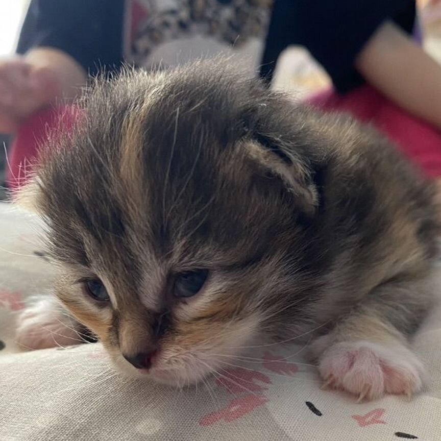 Котёнок в добрые руки