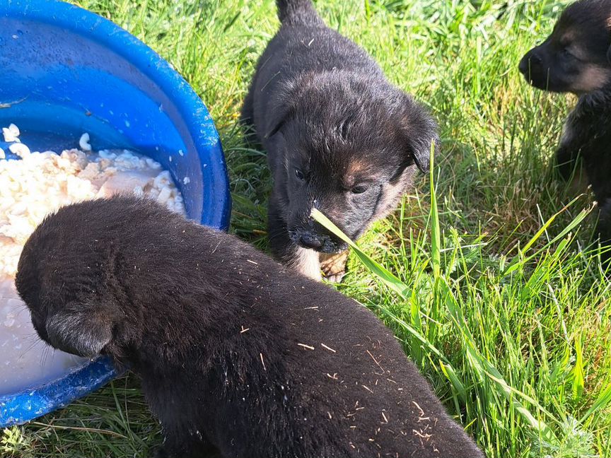 Щенки немецкой овчарки