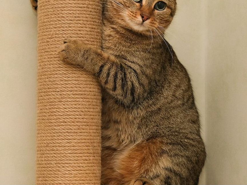 Мия, кошечка с изумрудными глазами