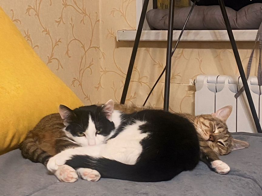 Супер Котики в добрые руки