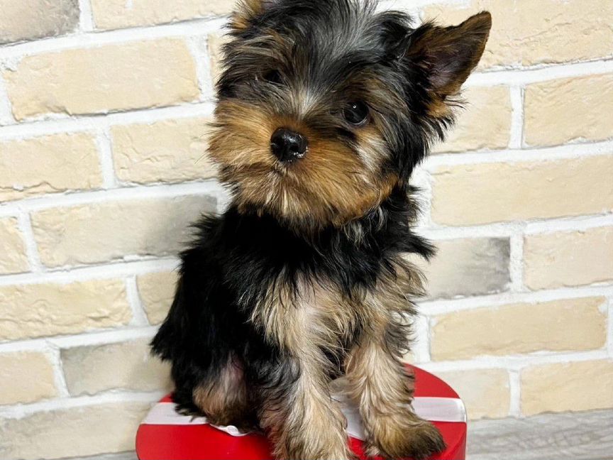 Йоркширский терьер