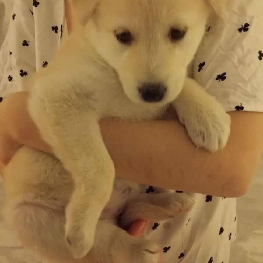 Щенок девочка из коробки, завязаной скотчем