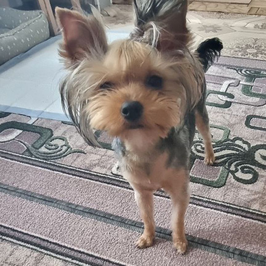 Йоркширский терьер