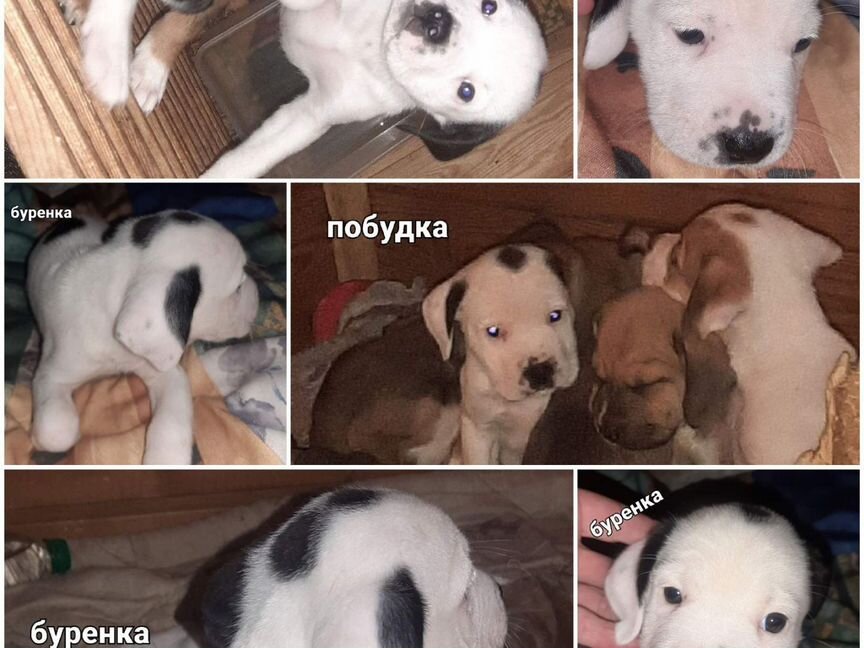 Щенки Стаффорда (тип тяжёлый)