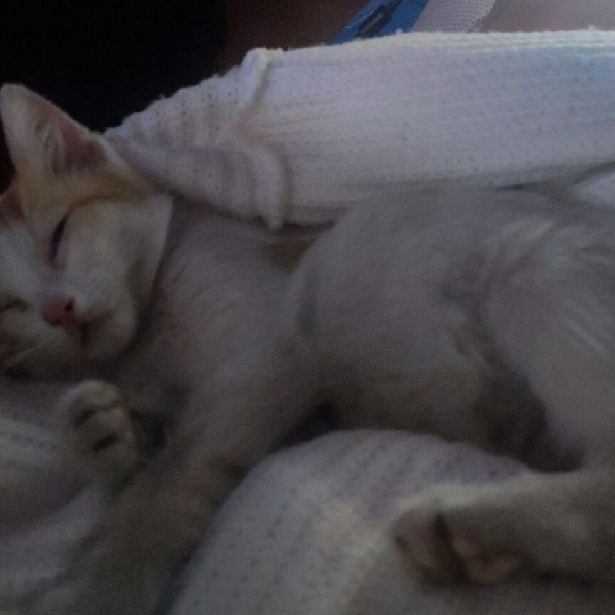 Котенок девочка в добрые руки