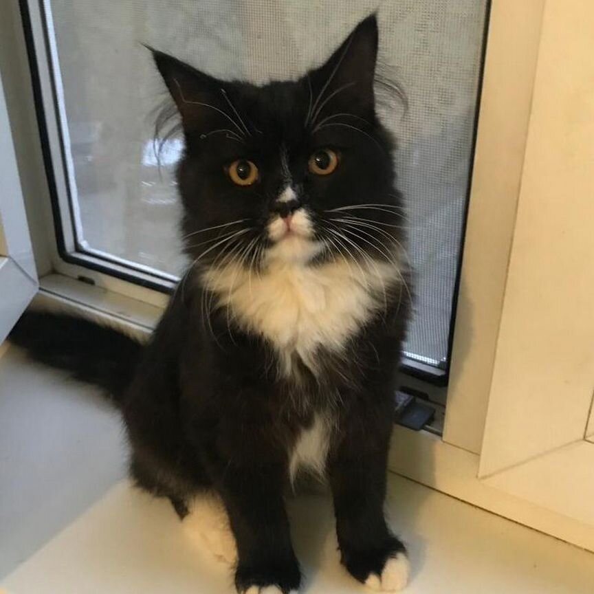 Ищет ответственных хозяев симпатичный котик Лютик