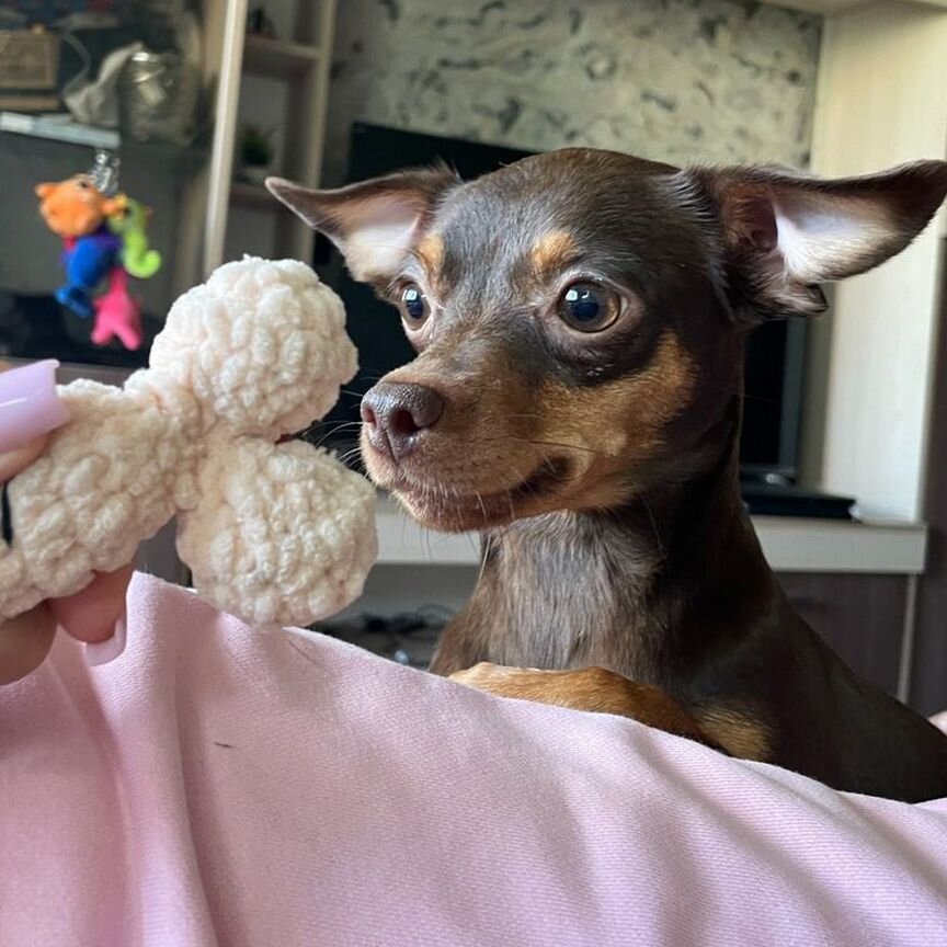 Русский той-терьер, щенок