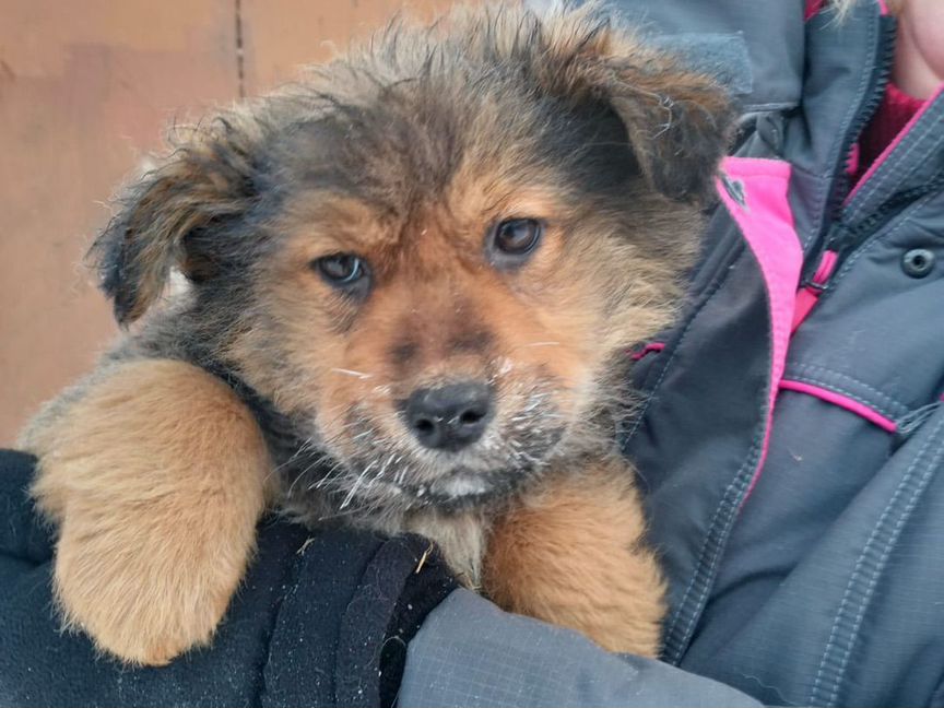 Щенки бесплатно