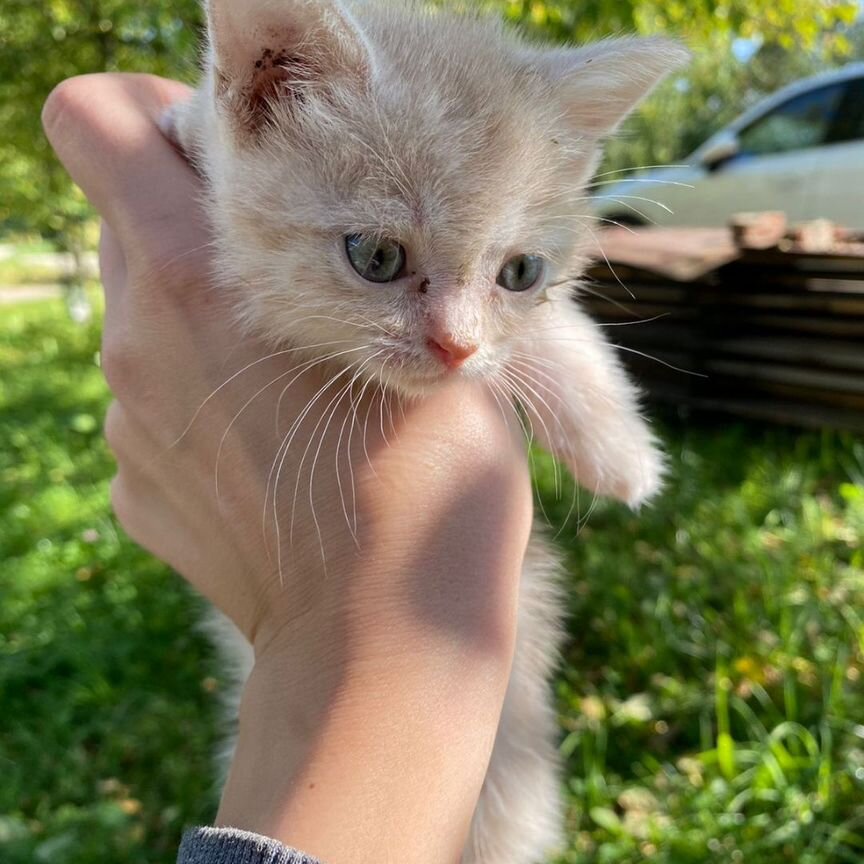 Котята в добрые руки