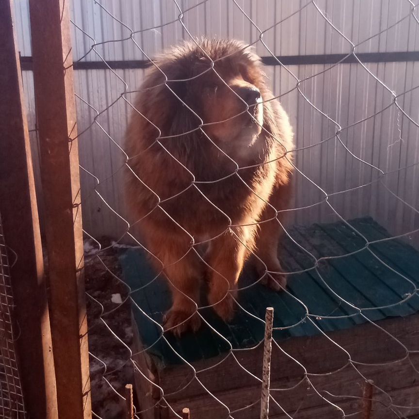 Собаки