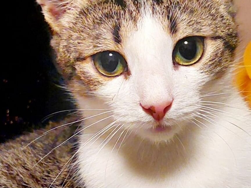 Котеночка Дульсинея