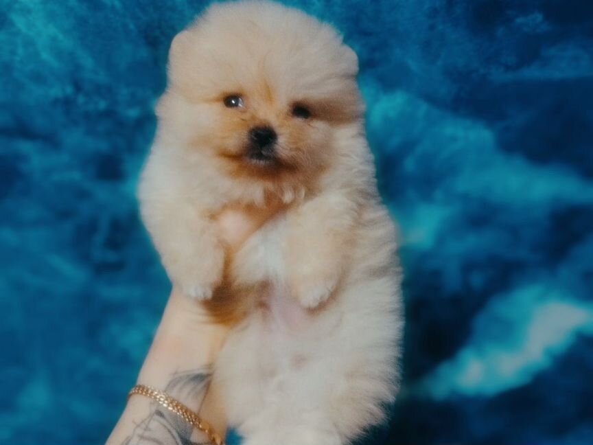 Шпиц кукольные детки