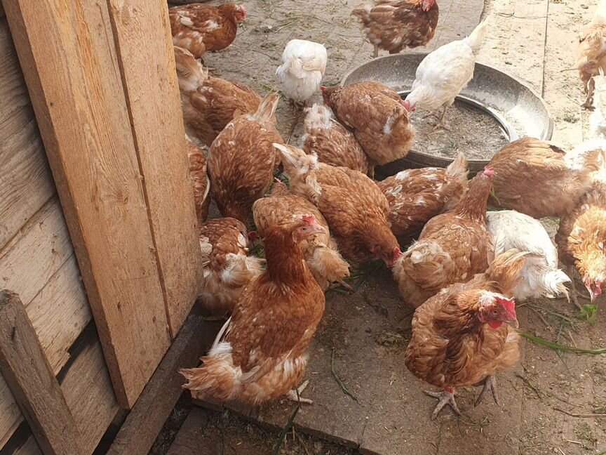 Куры несушки легорн