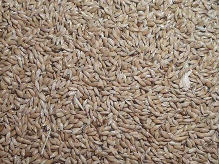 Канареечное семя