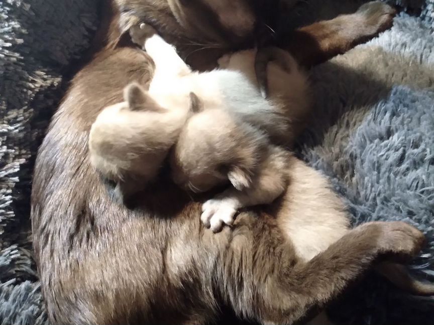 Бурманские котята