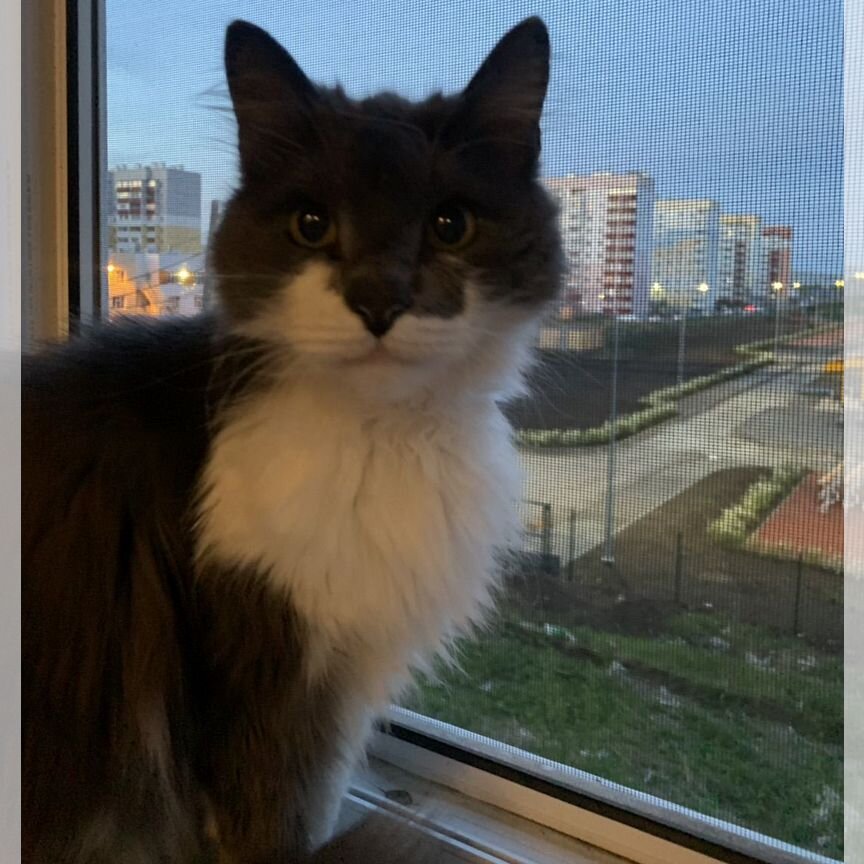 Кошка в добрые руки
