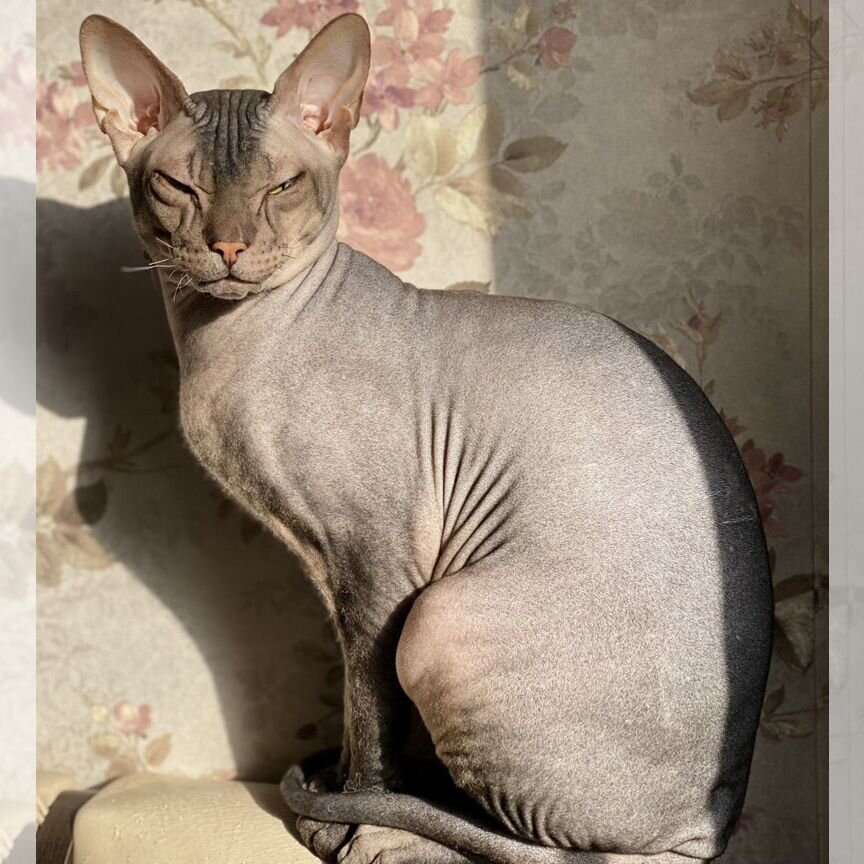 Котик донской сфинкс
