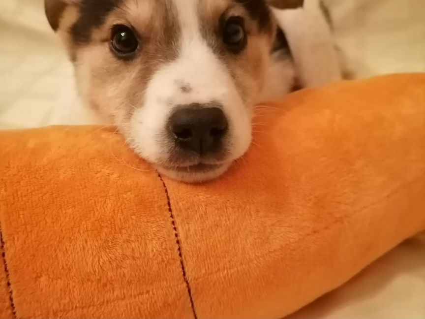 И я выжила.я хочу быть вашей любимицей