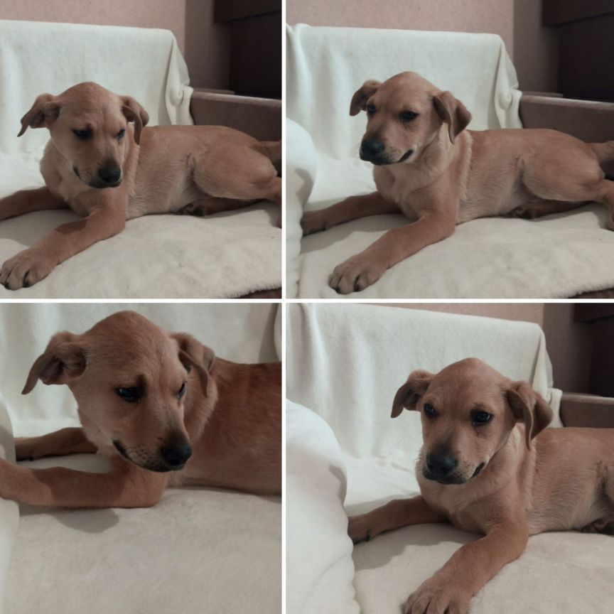 Щенок в добрые руки