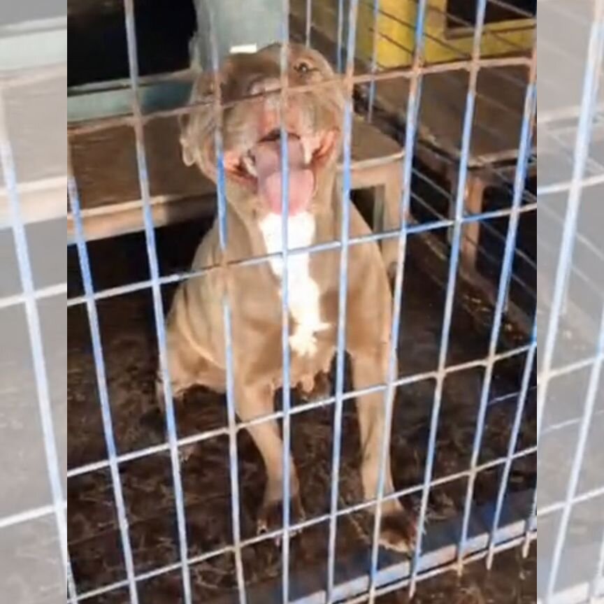 Американский булли, взрослая собака