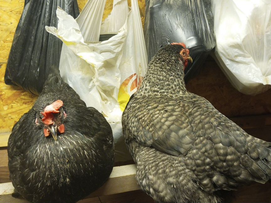 Курицы несушки домашние