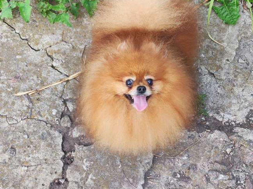 Вязки Померанский шпиц тип мишка mini