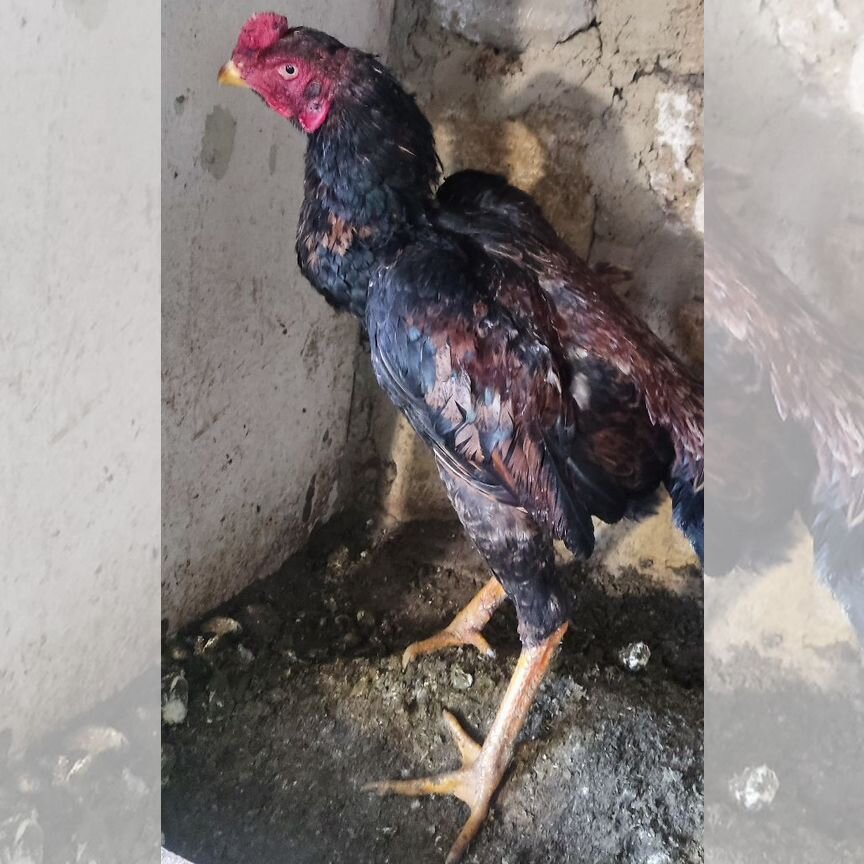 Продам инкубационное яйцо байцовой птицы