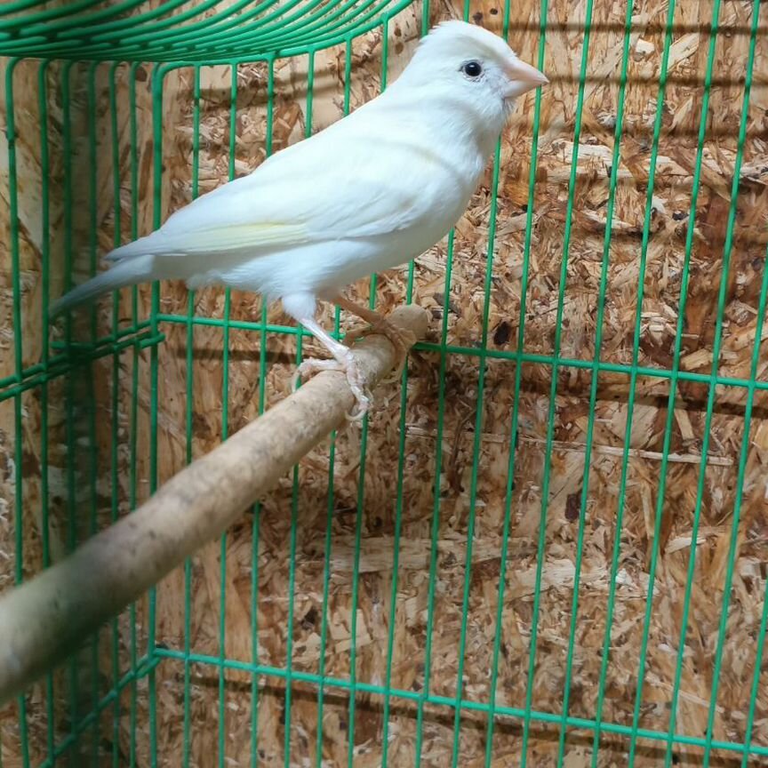 Канарейки