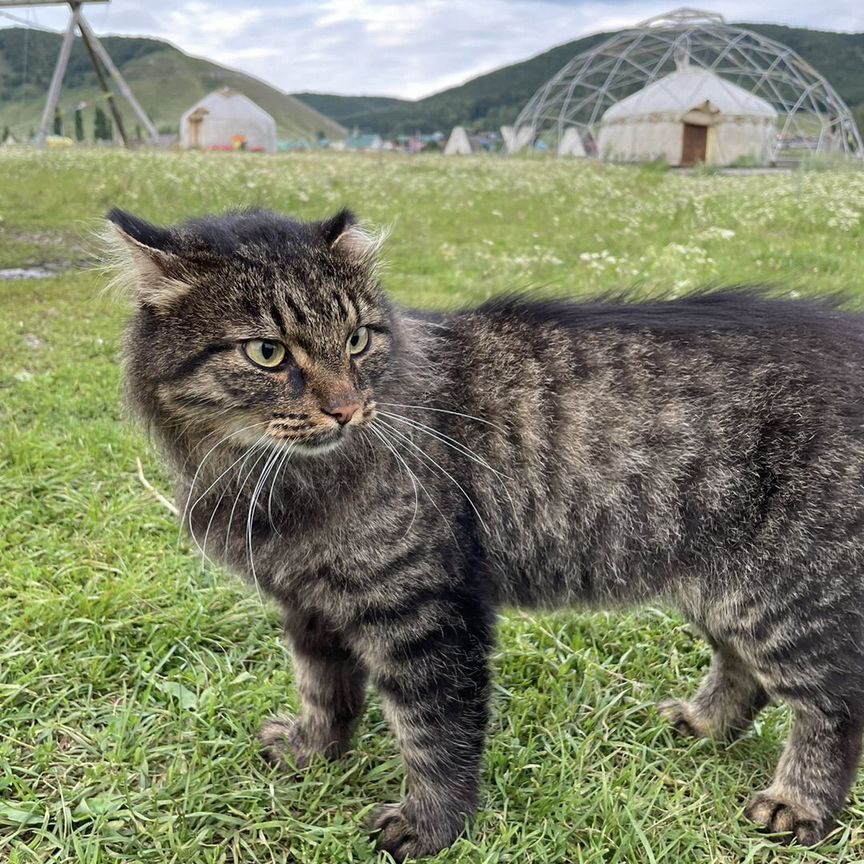 Кот