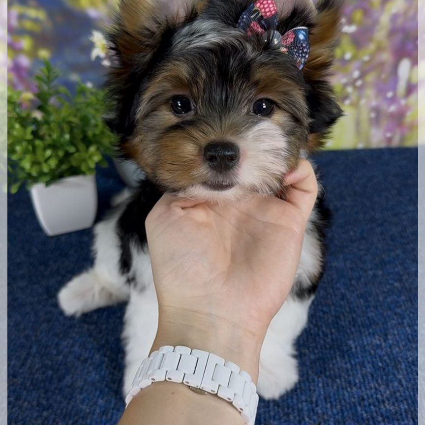 Бивер-йоркширский терьер, щенок