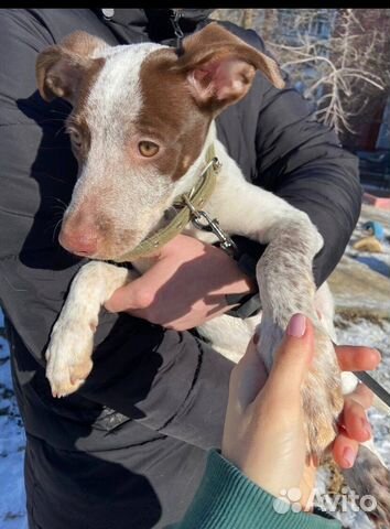 Щенок Злата в добрые руки