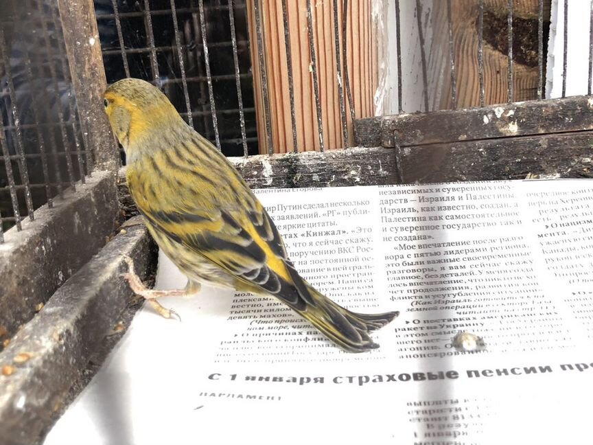 Певчие птицы