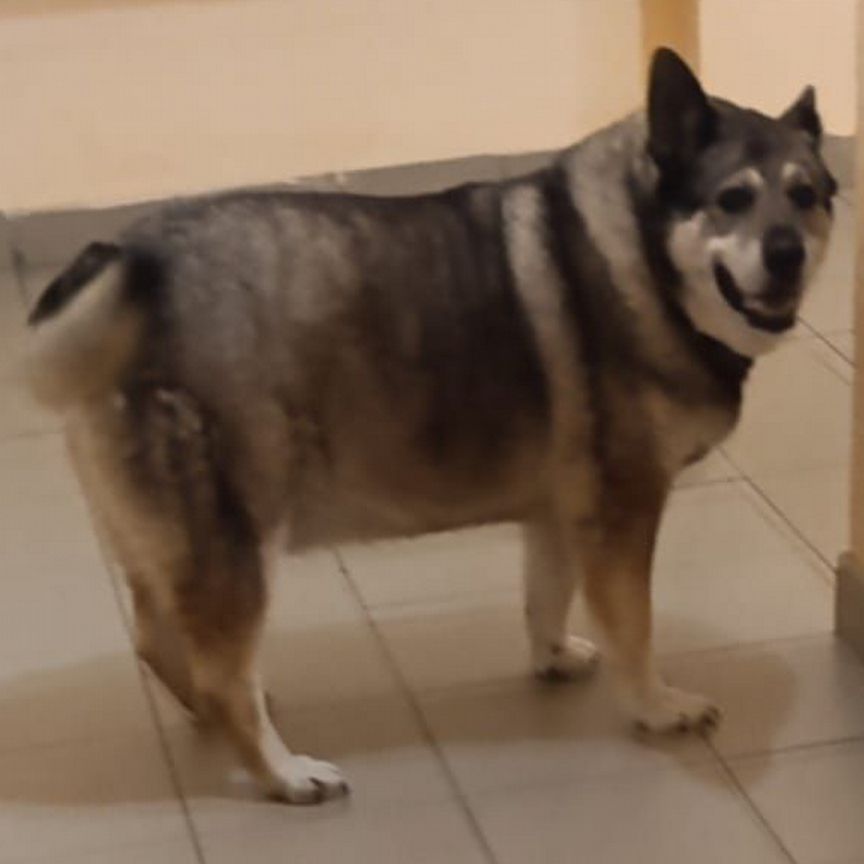 Взрослая собака в добрые руки