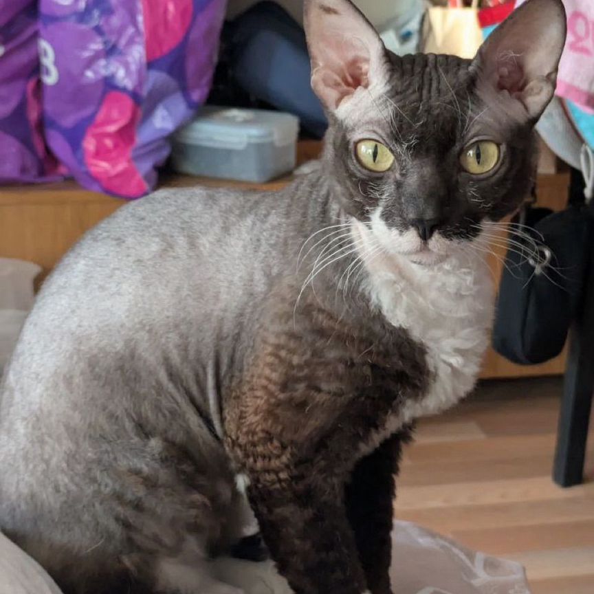 Кот сфинкс браш