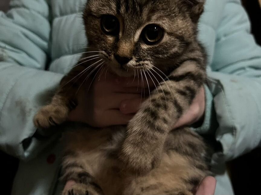 Котенок кошка