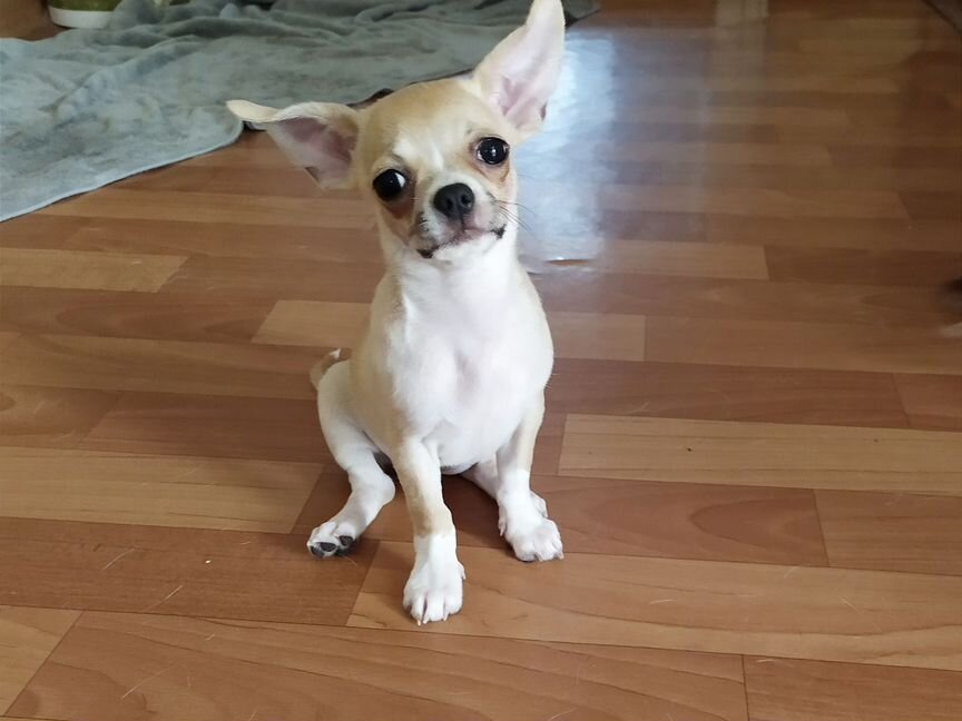 Чихуахуа гш девочка