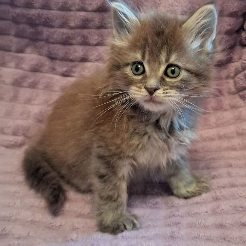Сибирский котёнок